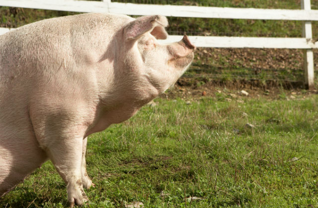 Tuesday 14 November: Food waste, puppy smuggling, animal welfare ...