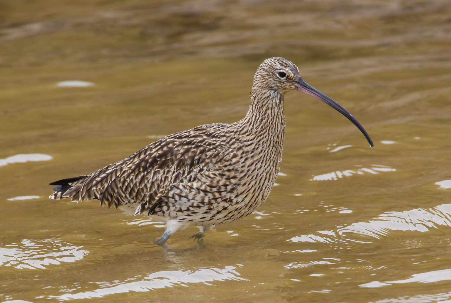 Egg-saving project gives a boost to endangered curlew – Defra in the media