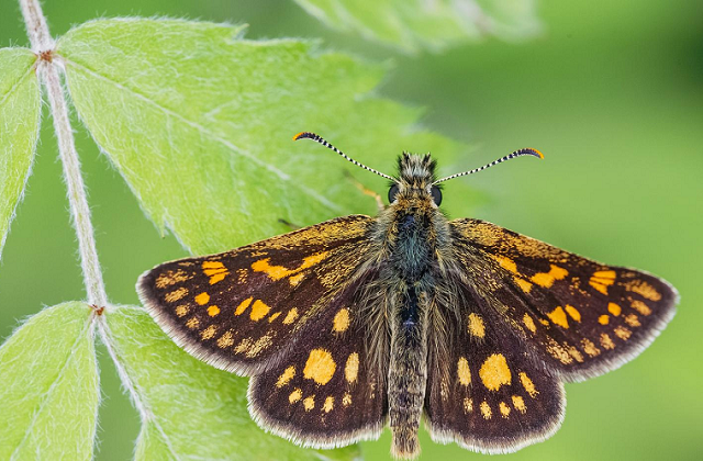 British butterfly numbers soar – Defra in the media