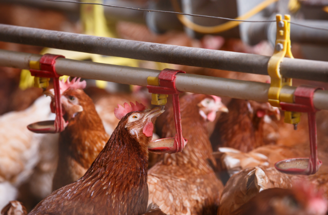 Bird flu national prevention zone declared – Defra in the media