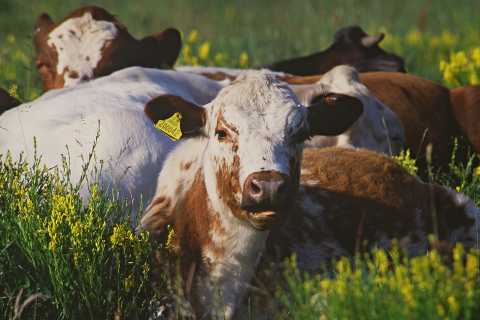 Better welfare conditions for millions of farm animals during transit ...