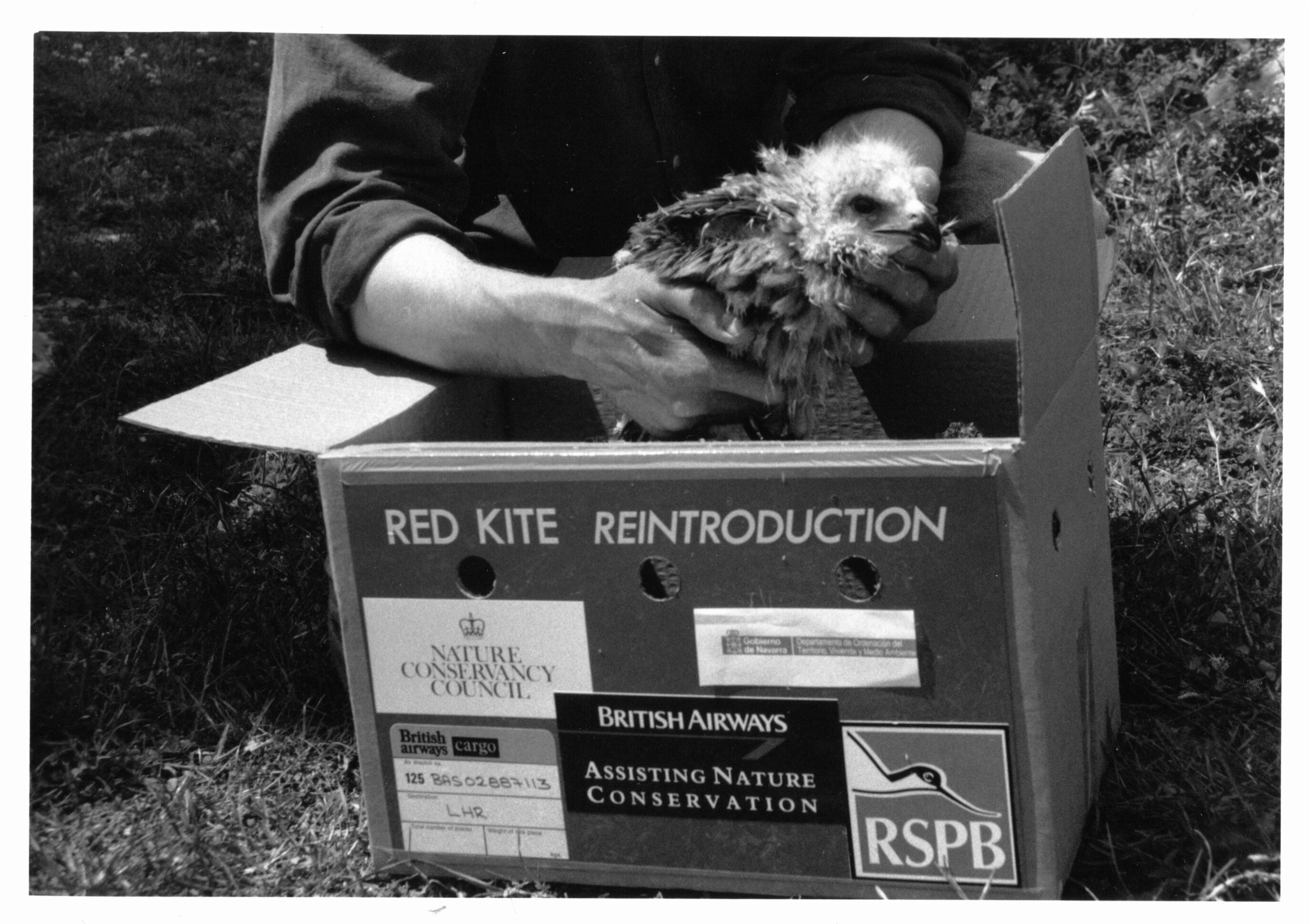 Red Kite chicks in England bound for Spain in reintroduction project ...