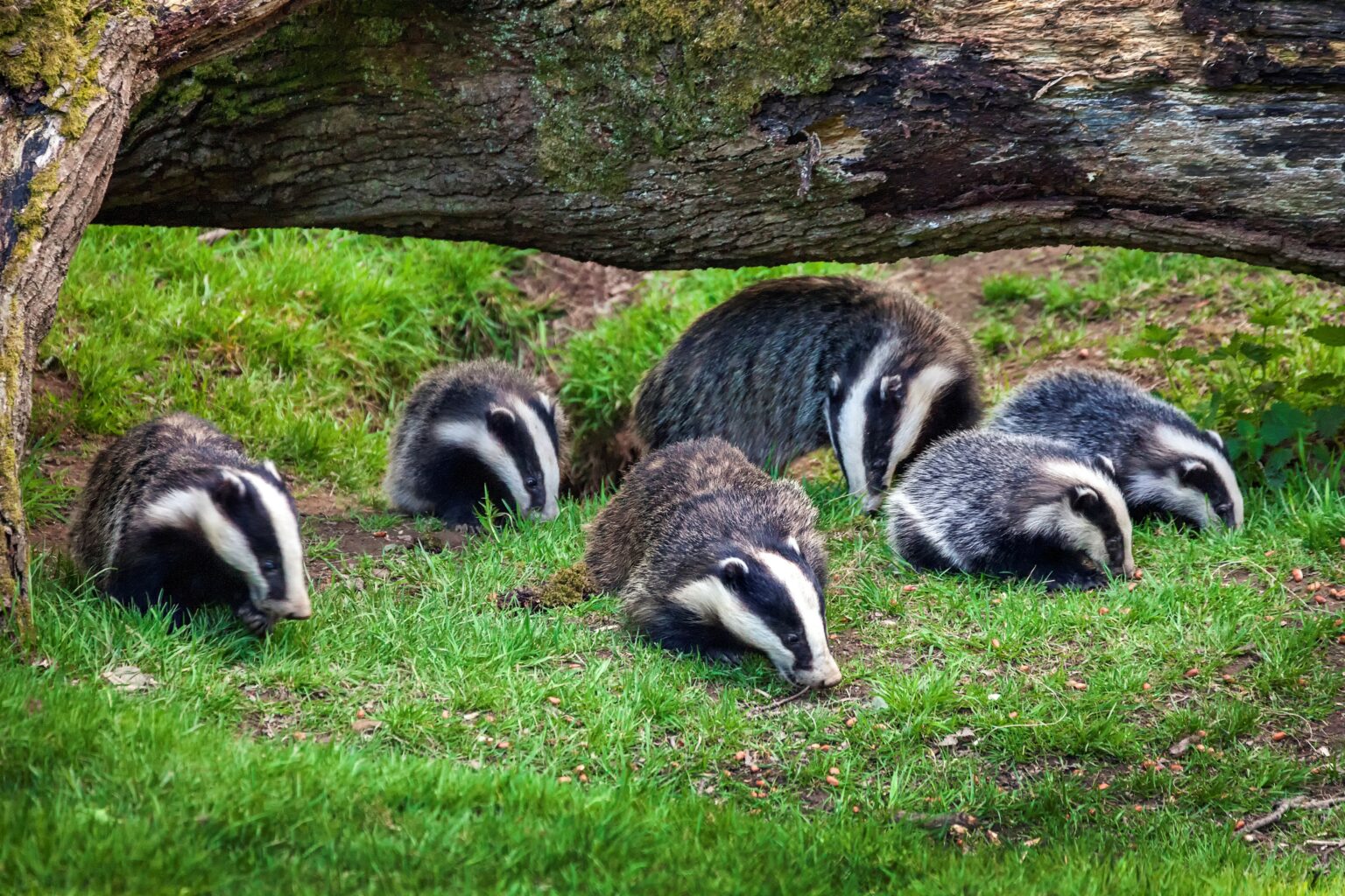 Government announces TB Eradication Strategy refresh to end the badger ...