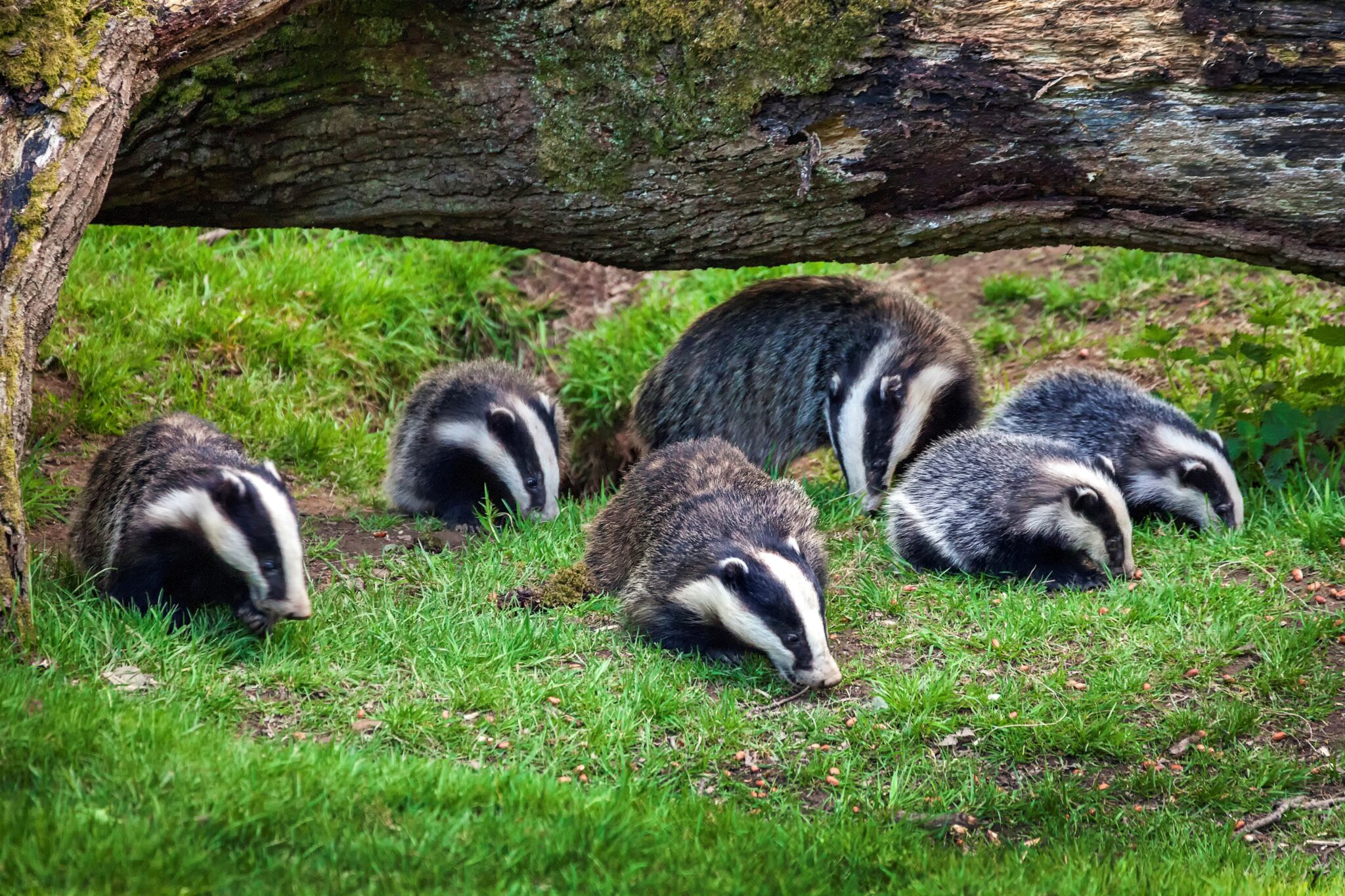 Government announces TB Eradication Strategy refresh to end the badger ...
